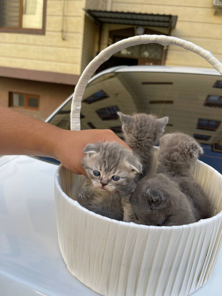 Котята породистые