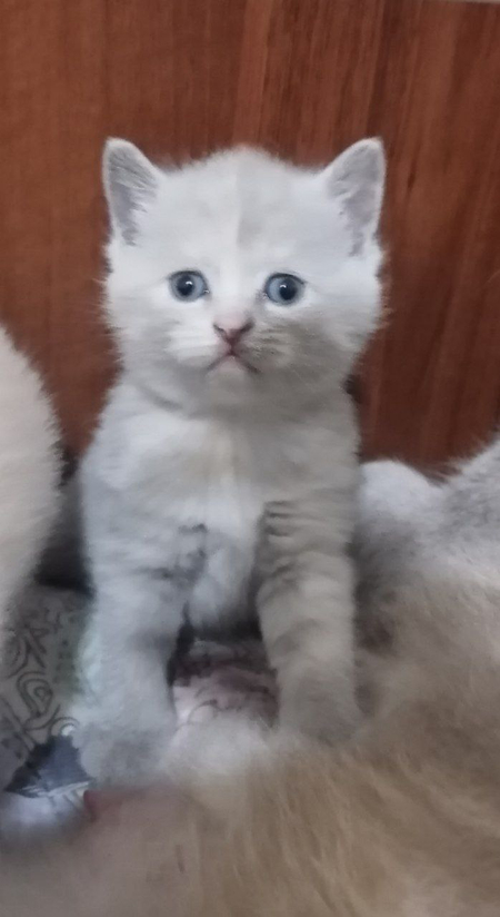 Готовятся к продаже котята скоттиш фолд и страйт
