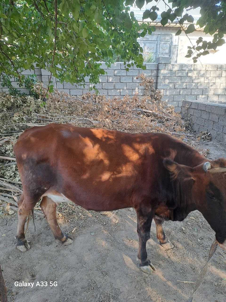 Ona bola sigir sotiladi oluvchilar aloqa chiqasizlar
