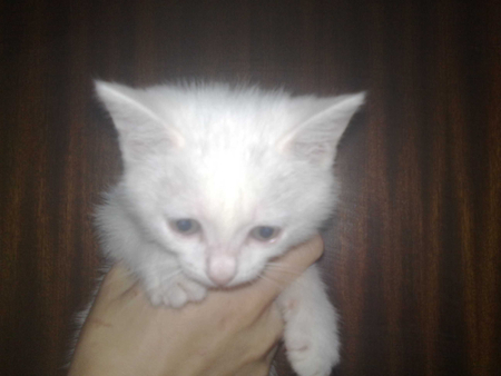 Котятки турецкой ангоры, 2 месяца