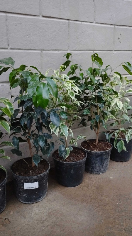 Xonaki gullar, комнатное растение
Benjamin ficus