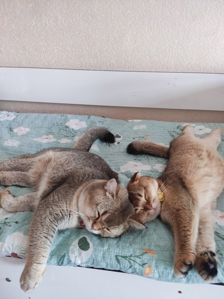 Scottish fold Scottish strayt