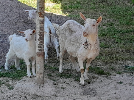 Серсут эчки занен