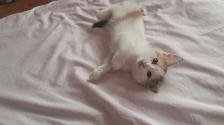 Котенок 2 месяца девочка