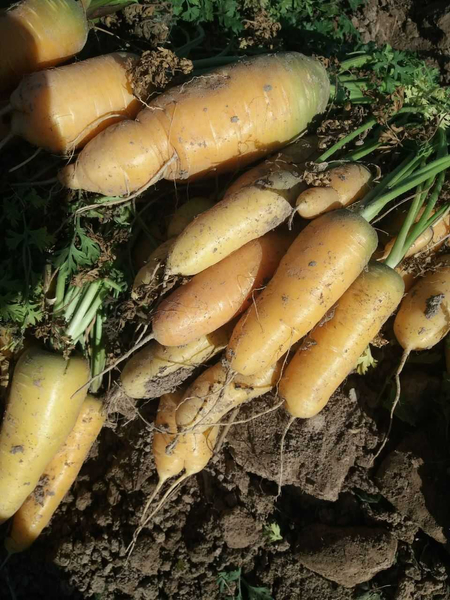 sabzi Dexqon sabzi