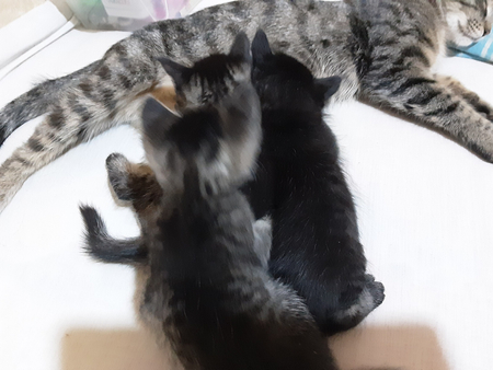 Отдаём котят в добрые руки