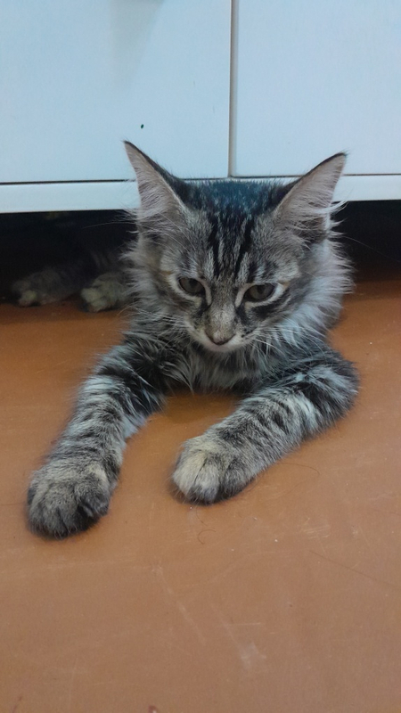 Сибирский котенок 2,5 месяца