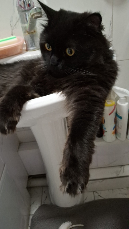 Не продажа вязка кота
