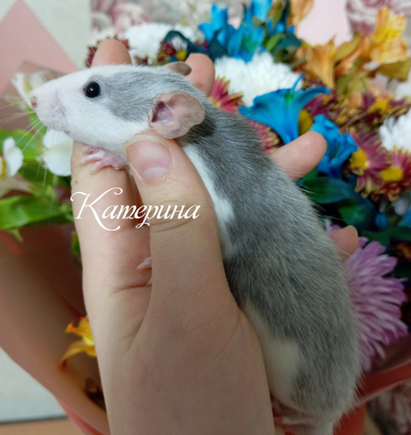 Крысы хаски ручные