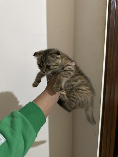Скотч фолд