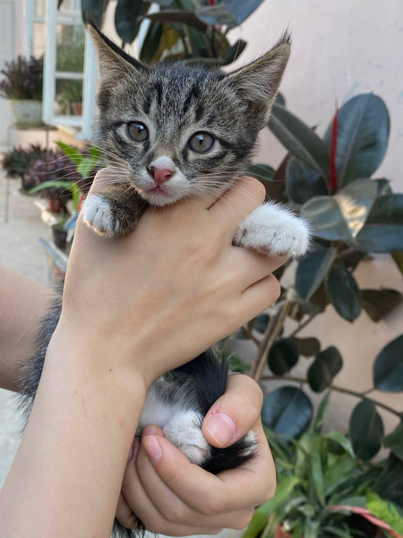 Котята мальчик и девочка к лотку приучены