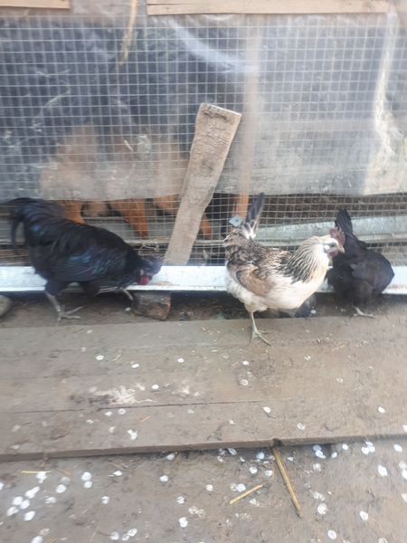 Ayam semani tuxumlari