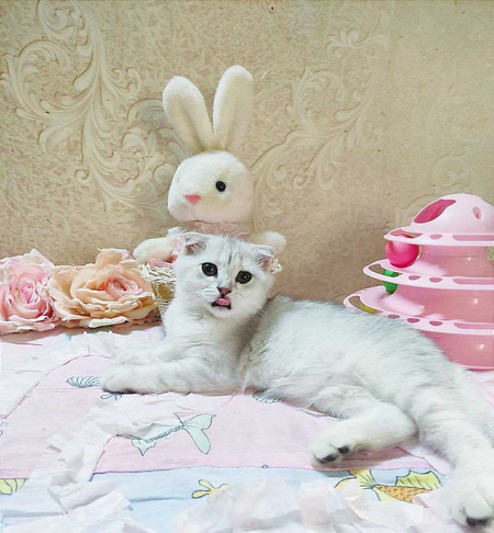 Продается котенок серебристая шиншилла, девочка.