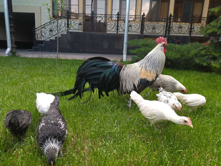 Петух породы Феникс и цыплята