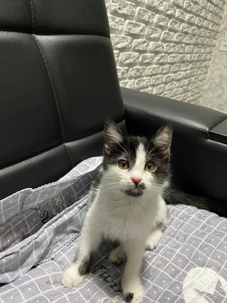 Отдаётся котенок