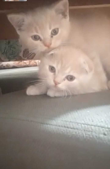 Котята .Скоттиш страйт и скоттиш фолд.