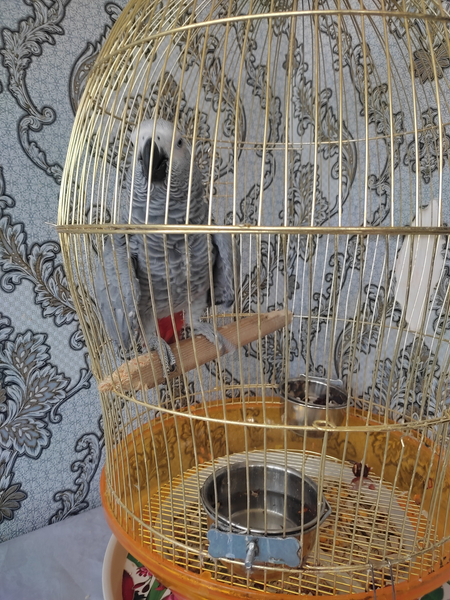 Продается Jako 1 годик
