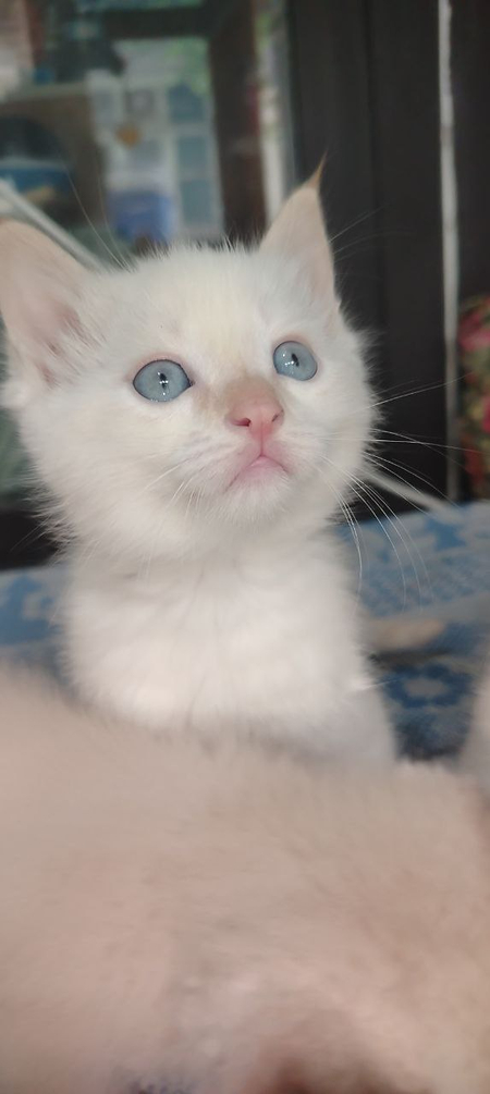 Продаются чудесные тайские котята!