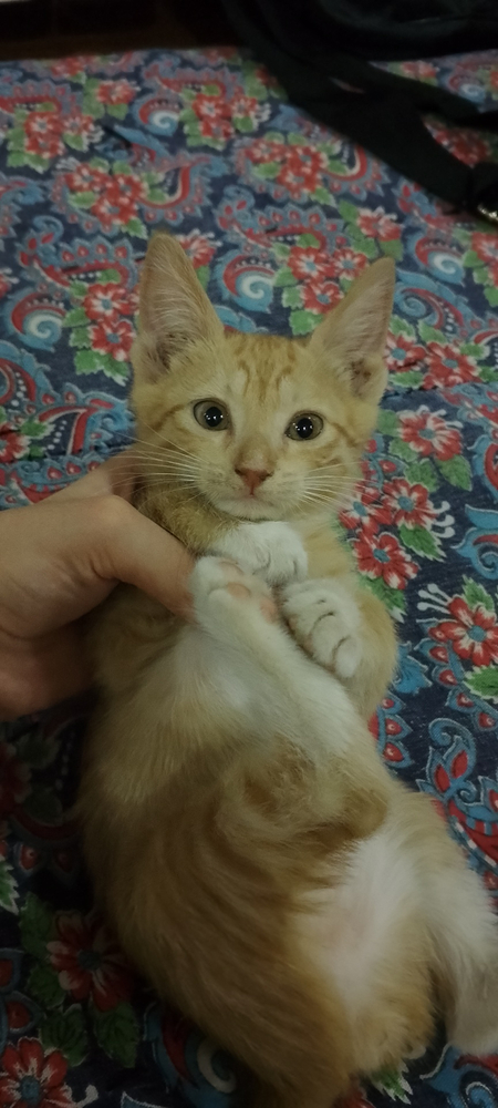 Котята в хорошие руки