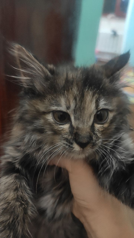 Сибирская кошка окрас 