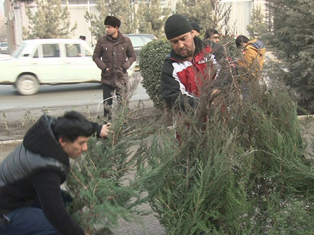 Barcha turdagi ko'chatlar