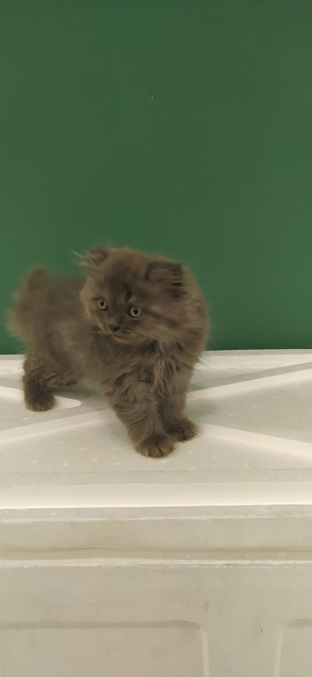 Продаётся скотиш фолд