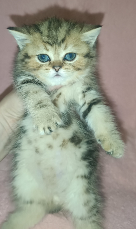 Продаются Шотландские котята