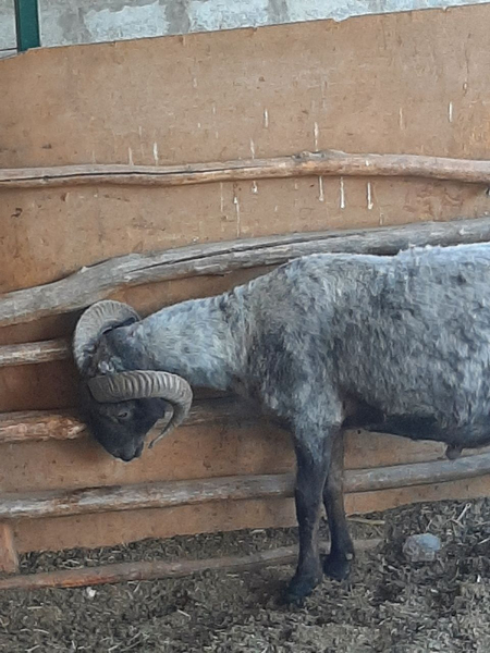 Qo'chqor va Qo'zilar sotiladi