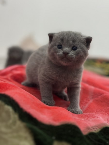 Продается котята.    3 девушек и 2 мальчик. 1,5 месяца