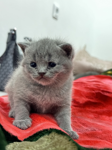 Продается котята.    3 девушек и 2 мальчик. 1,5 месяца