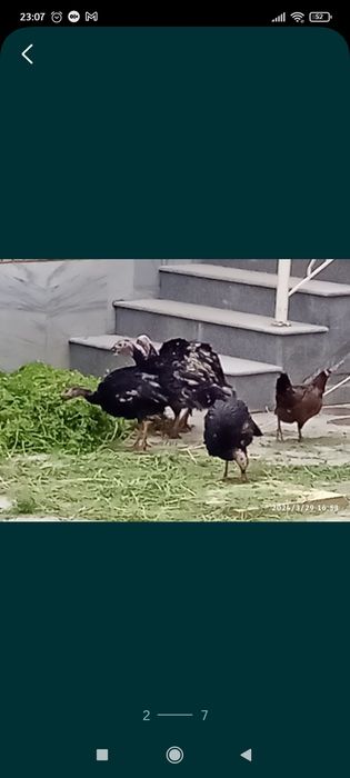 Индюк сотилади срочно