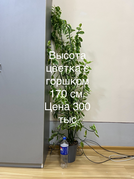 Продам цветок 170 высота