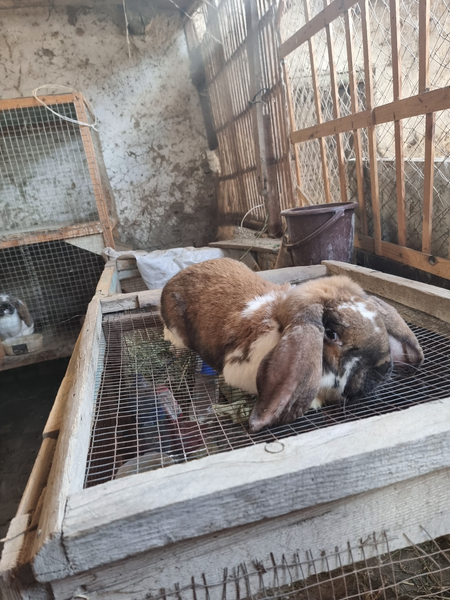 Fransuski Baran parodali arginal tozza qon qugonlar sotiladi