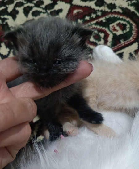 Кошки смешанных породы