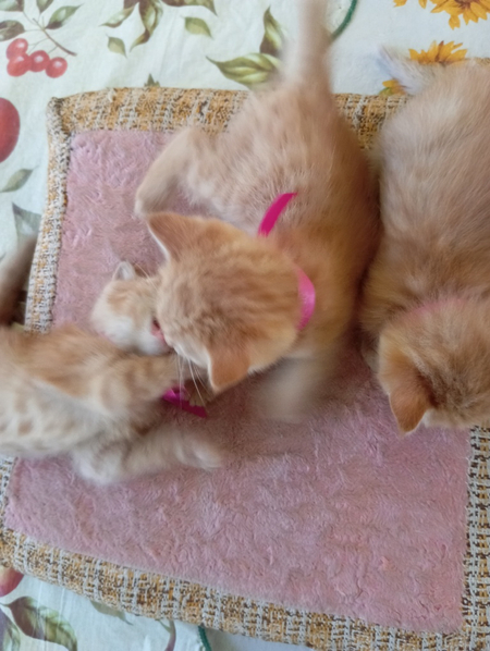 Отдам котенка в добрые руки