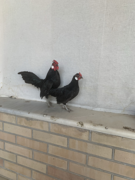 Bantam chorniy 1+1 sotiladi tovuq tuxumda