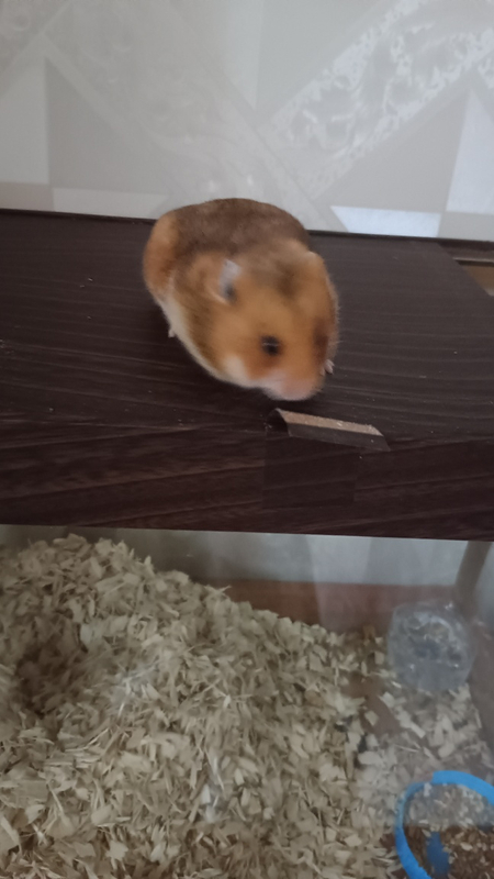 Hamster cinsi sickan