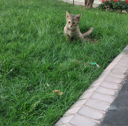 Отдадим даром кошку