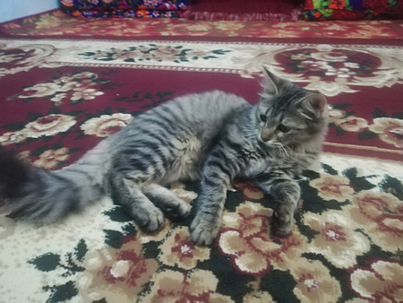 Zotdor mushuk sotiladi Zoti juda yaxshi mushuk oganilaga yarasha mushu
