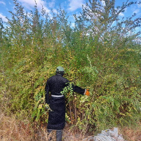 Qayragʻoch  (Гужум) кайрагоч