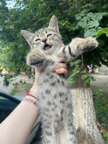 Бесплатно котики в добрые руки