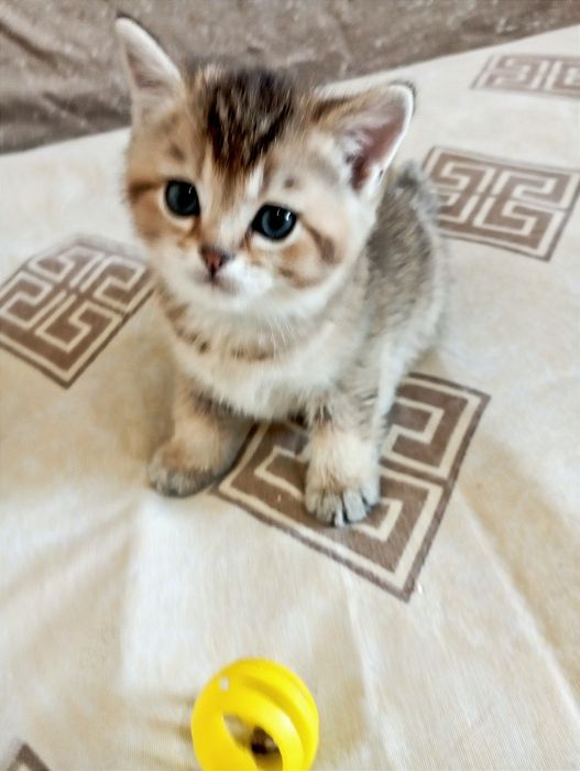 Шиншила девочка 1.5 мес