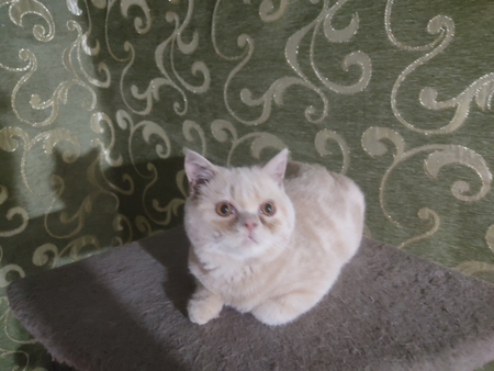 Продается британский короткошёрстый кот