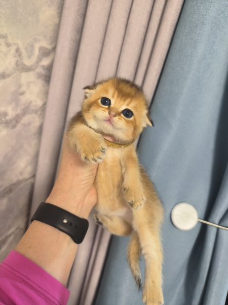 Котята от правильной вязки