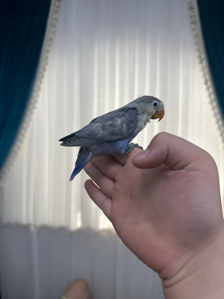 Папугай Неразлучник