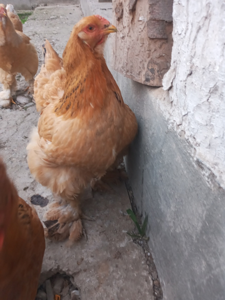 Bramalar sotiladi 1ta huroz 5ta makion makionla tuhumda