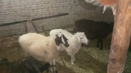 Ona bacha quy sotiladi bolasi modacha