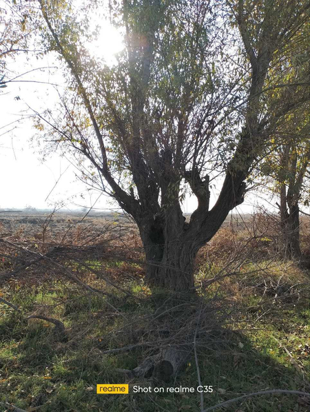 Срочно тол дарахтлари сотилади 22 йиллик ёнғоқ ҳам бор