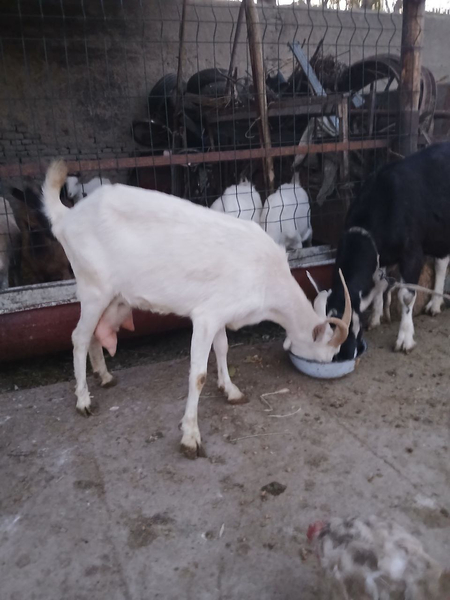Zanin zotli echki sotiladi