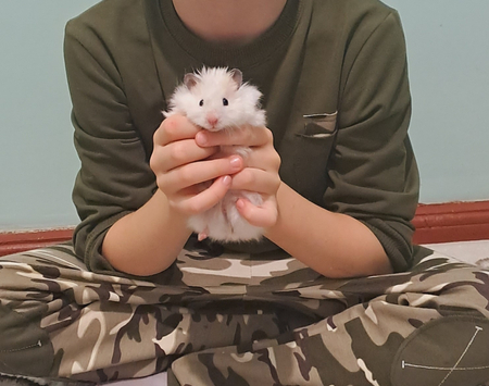 Продается хомяки